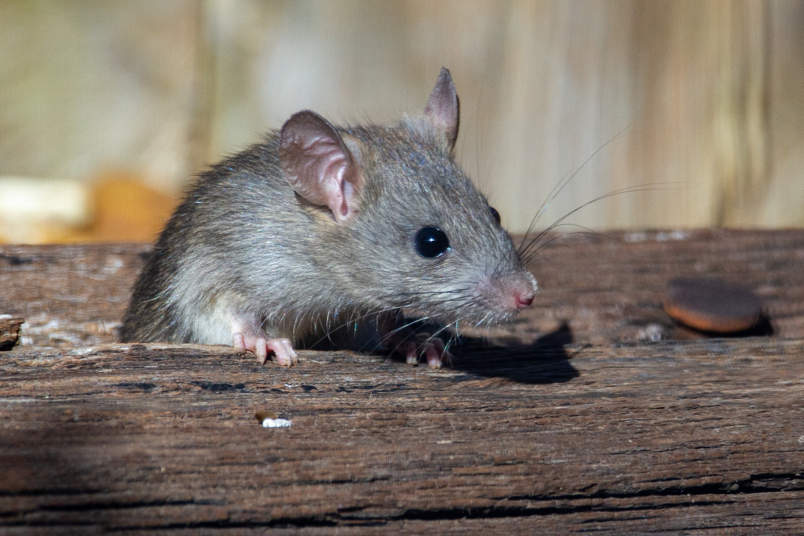 How to Keep Mice Out of Blackstone Griddle – The North End BBQ